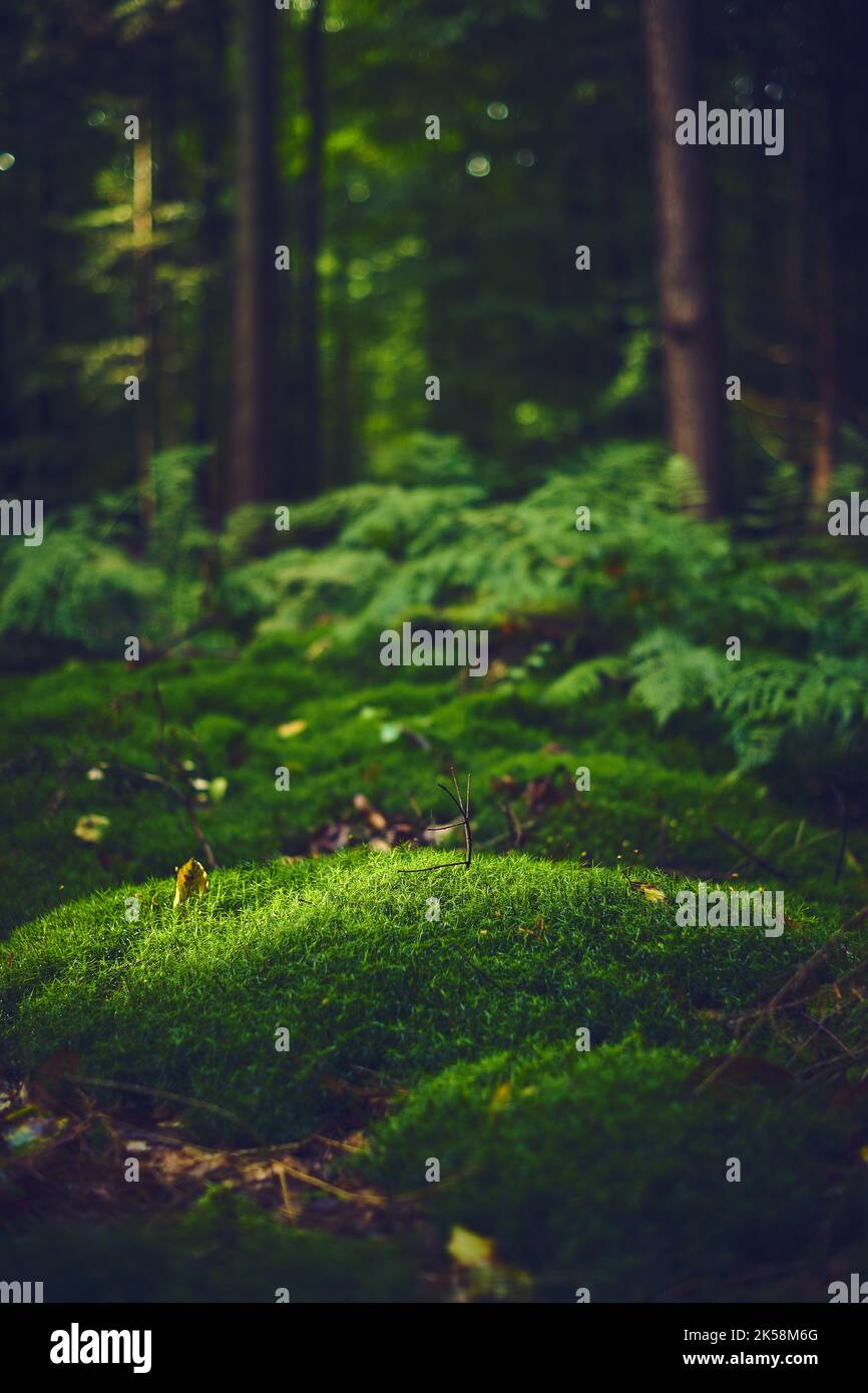Mossy ground cover hi-res stock photography and images - Alamy
