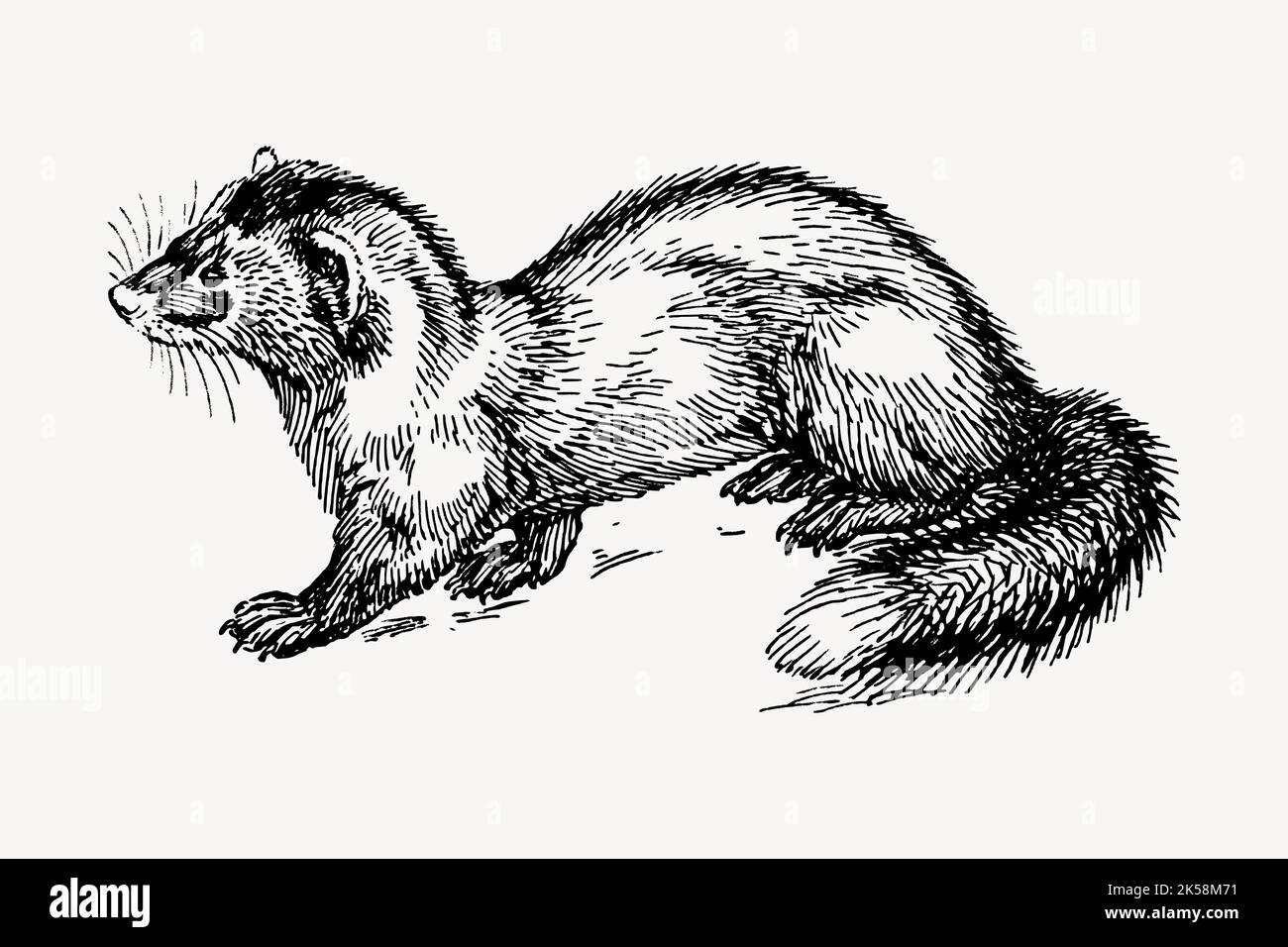 Polecat drawing, vintage wildlife illustration vector Stock Vector ...