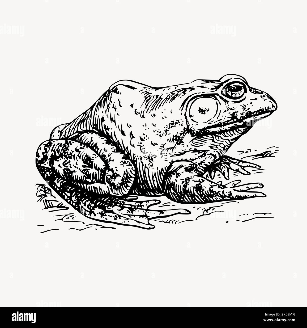 Bullfrog clipart, vintage animal illustration vector Stock Vector Image ...