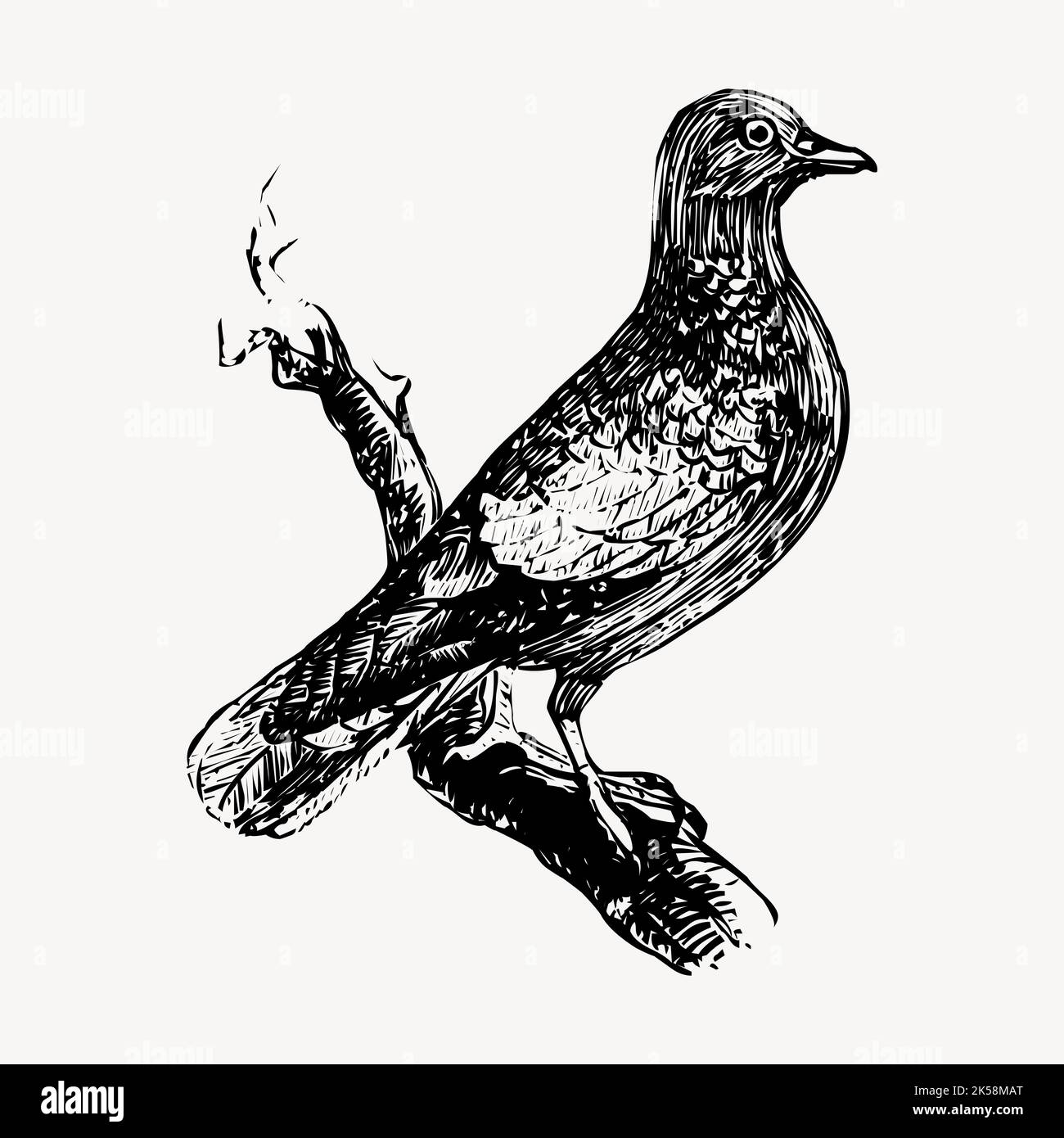 Bird drawing, vintage animal illustration vector Stock Vector Image ...