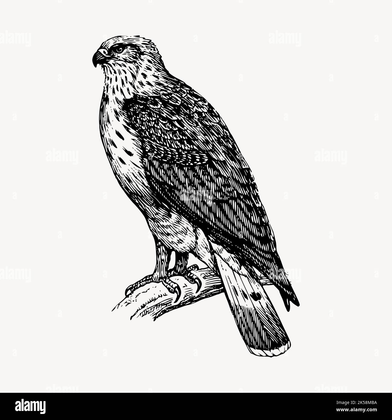 Buzzard bird clipart, vintage animal illustration vector Stock Vector ... Buzzard bird clipart, vintage animal illustration vector Stock Vector ...