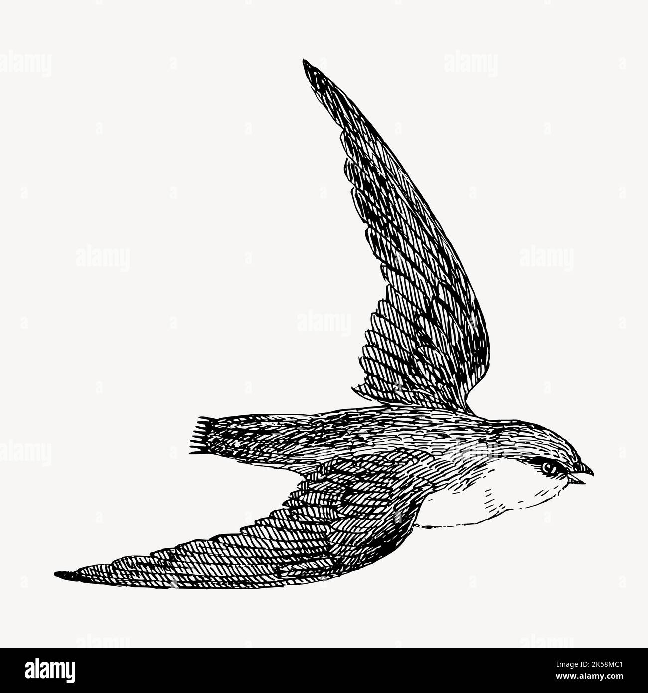 Swift Bird Sleeping Clipart