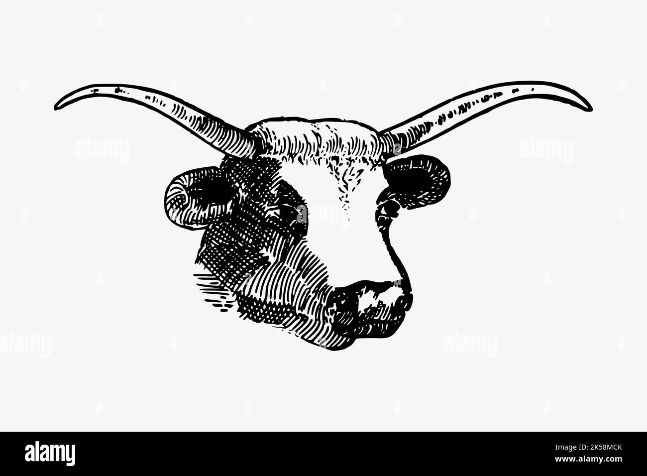 Bull drawing, vintage animal illustration vector Stock Vector Image ...