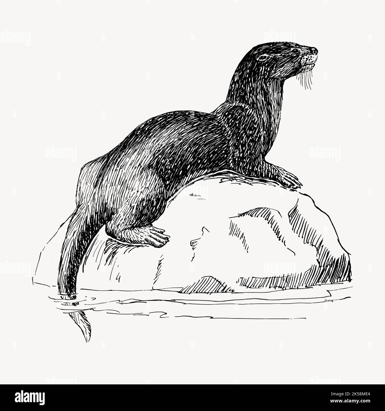 Otter drawing, vintage animal illustration vector Stock Vector Image ...