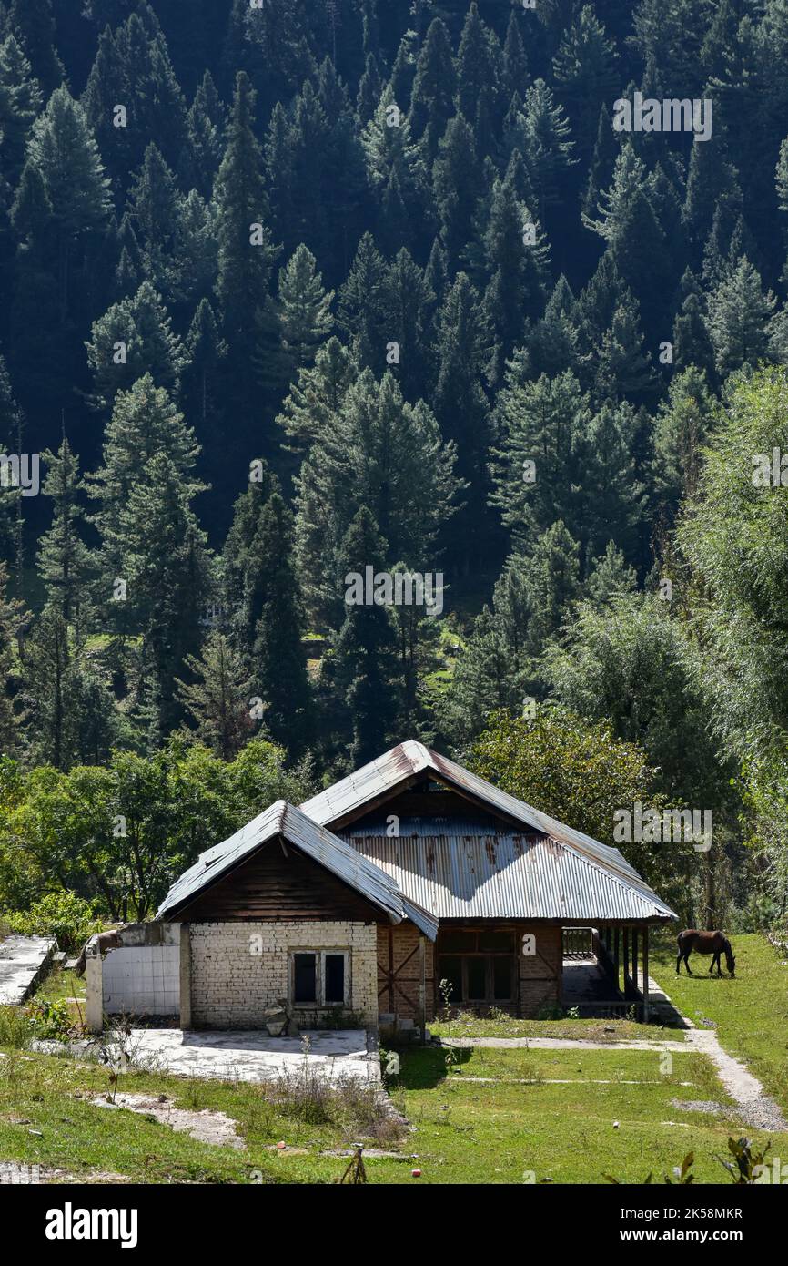 A horse seen grazing near the hut on a sunny day in Daksum, about ...