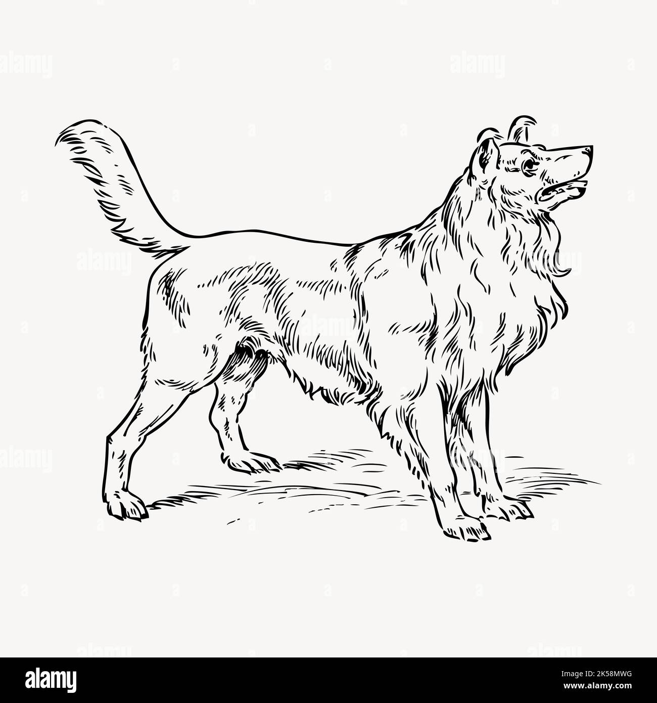 Dog drawing, vintage animal illustration vector Stock Vector Image ...