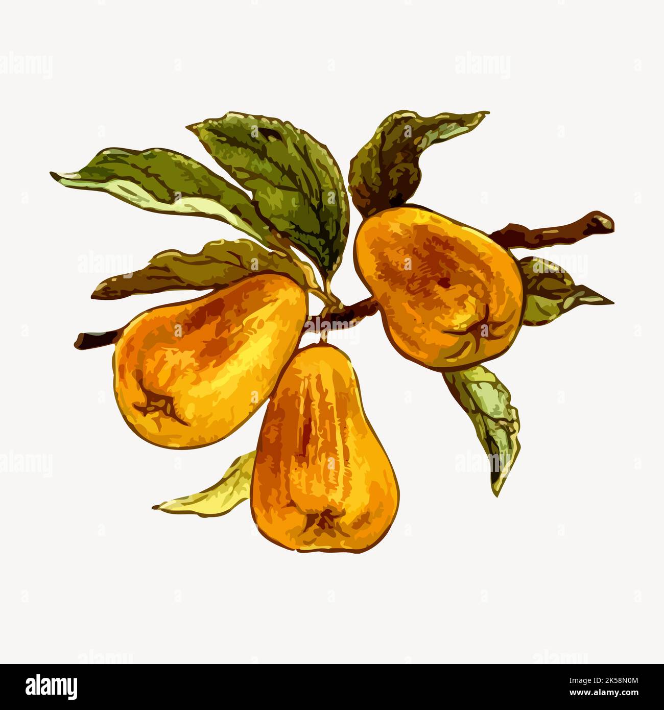 Pears clipart, vintage fruit illustration vector Stock Vector Image ...