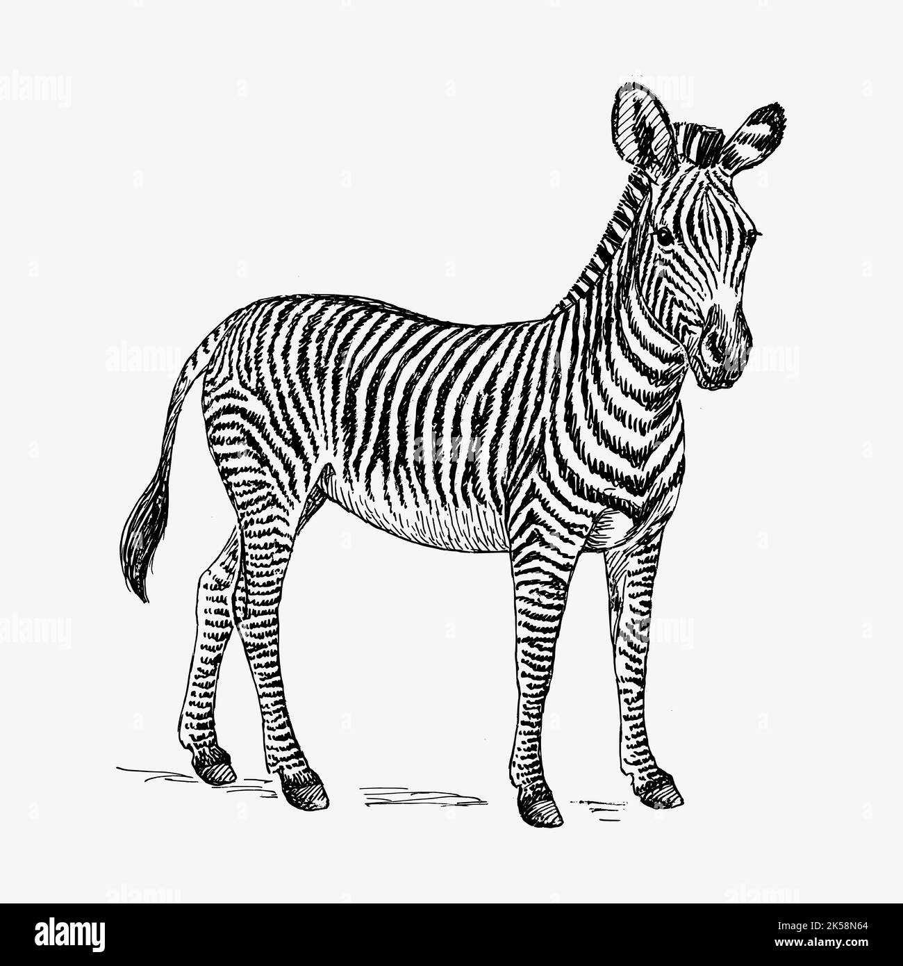 Zebra drawing, vintage animal illustration vector Stock Vector Image ...