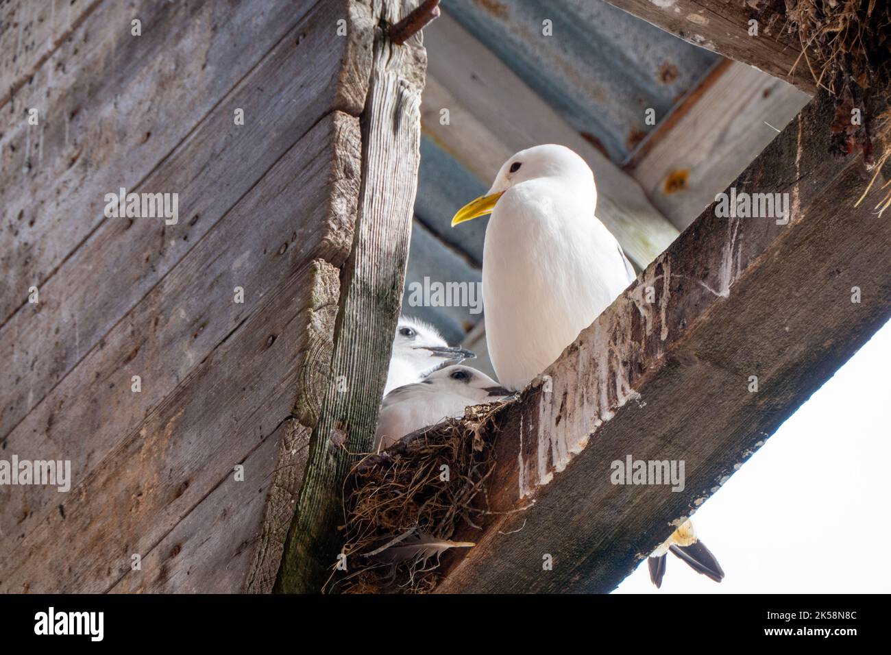 breeding seagulls at old house in Namsos, Norway Stock Photo - Alamy
