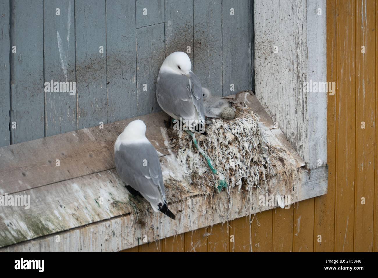 breeding seagulls at old house in Namsos, Norway Stock Photo - Alamy