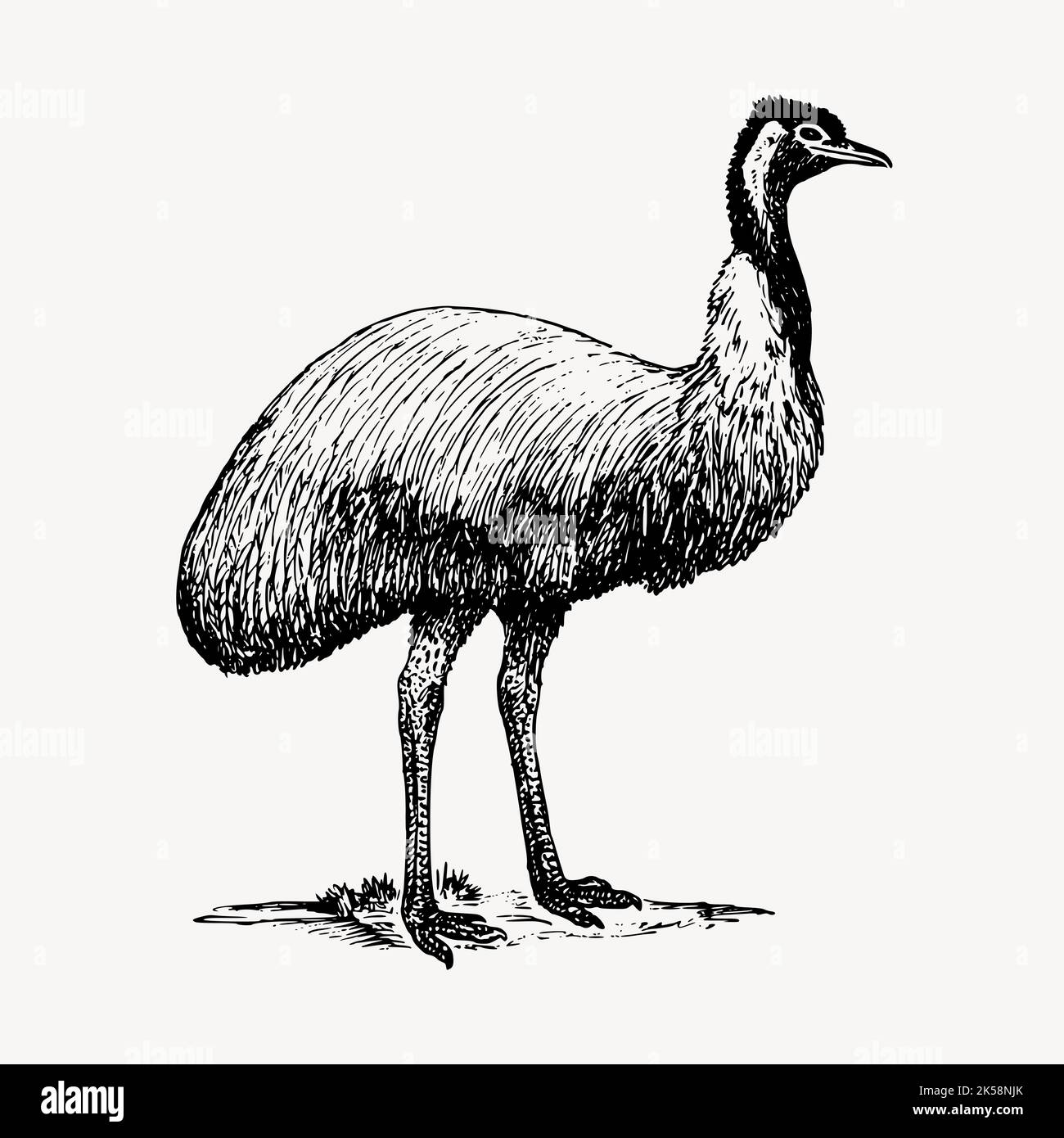 Emu bird clipart, vintage animal illustration vector Stock Vector Image ...