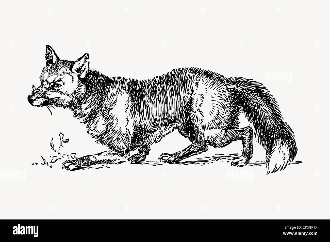 Fox drawing, vintage wildlife illustration vector Stock Vector Image ...