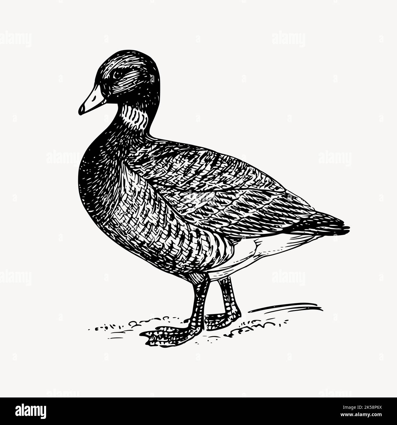 Brant, goose clipart, vintage bird illustration vector Stock Vector ...
