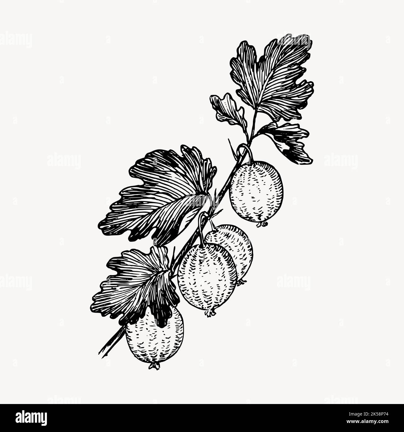 Gooseberries drawing, vintage fruit illustration vector Stock Vector ...