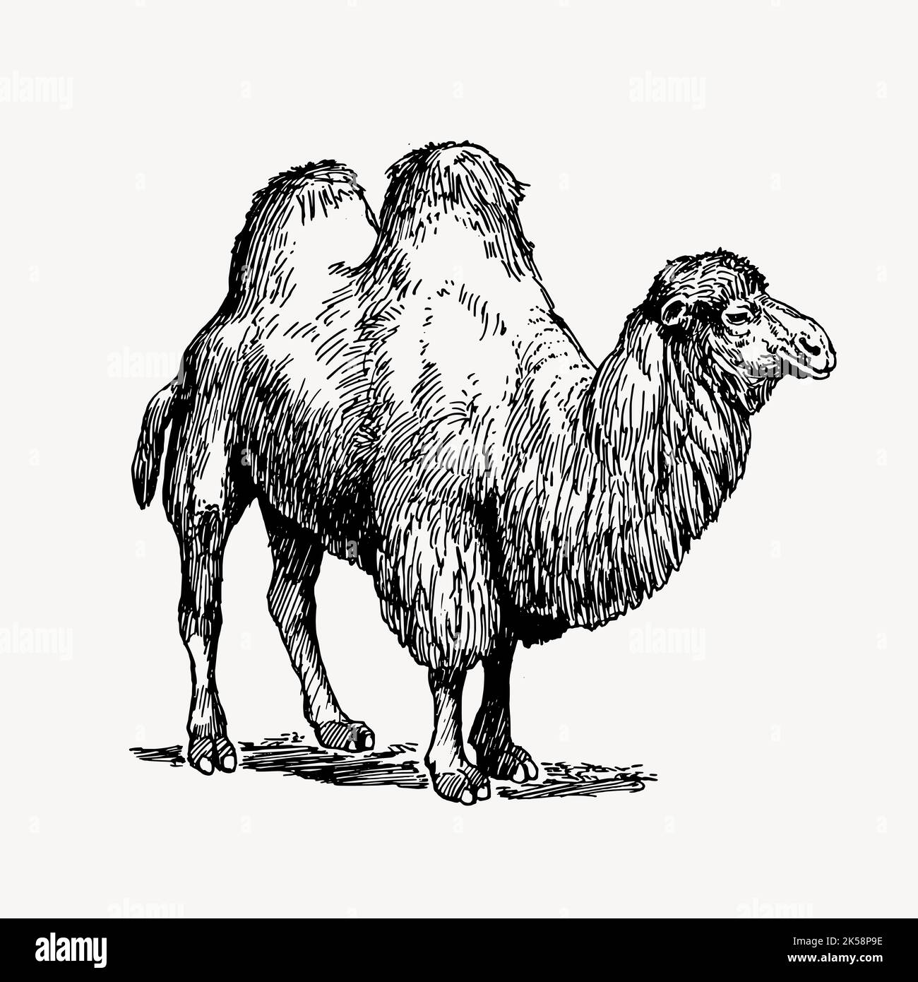 Camel clipart, vintage animal illustration vector Stock Vector Image ...