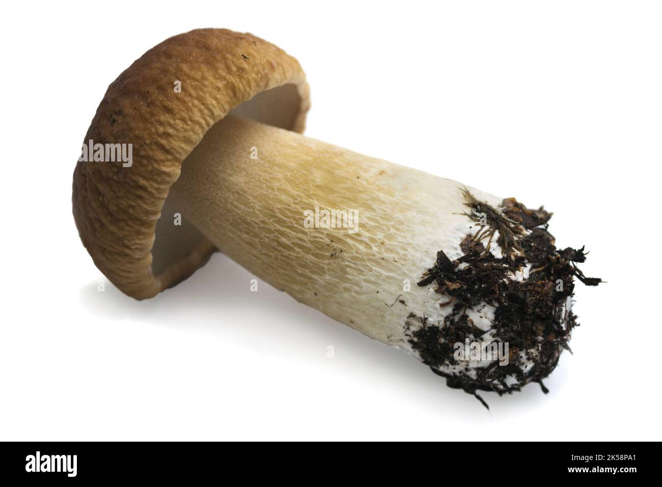 Cep (L. Boletus edulis) on a white background, literally the same as ...
