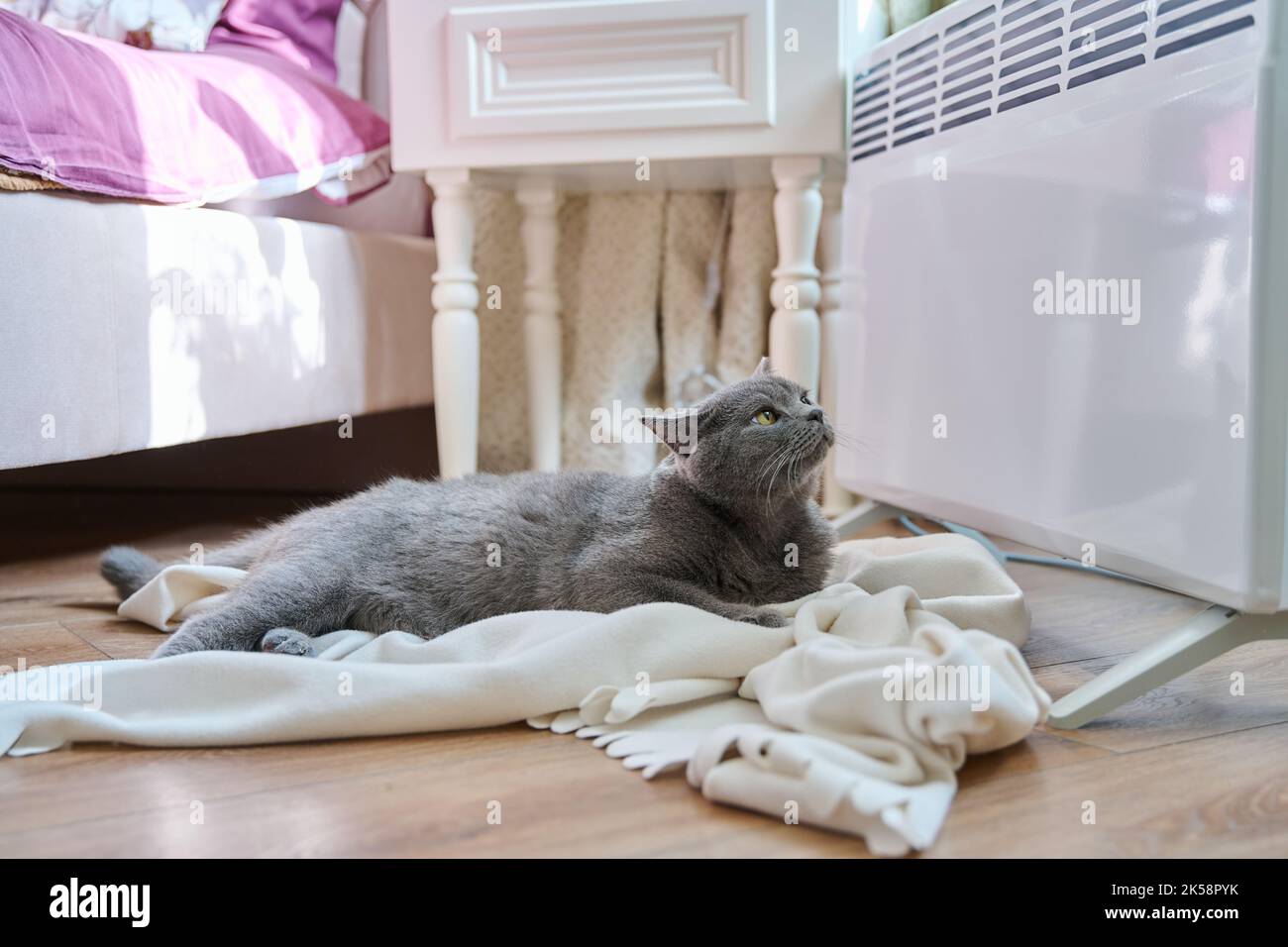 Domestic cat at home near the heating radiator Stock Photo - Alamy