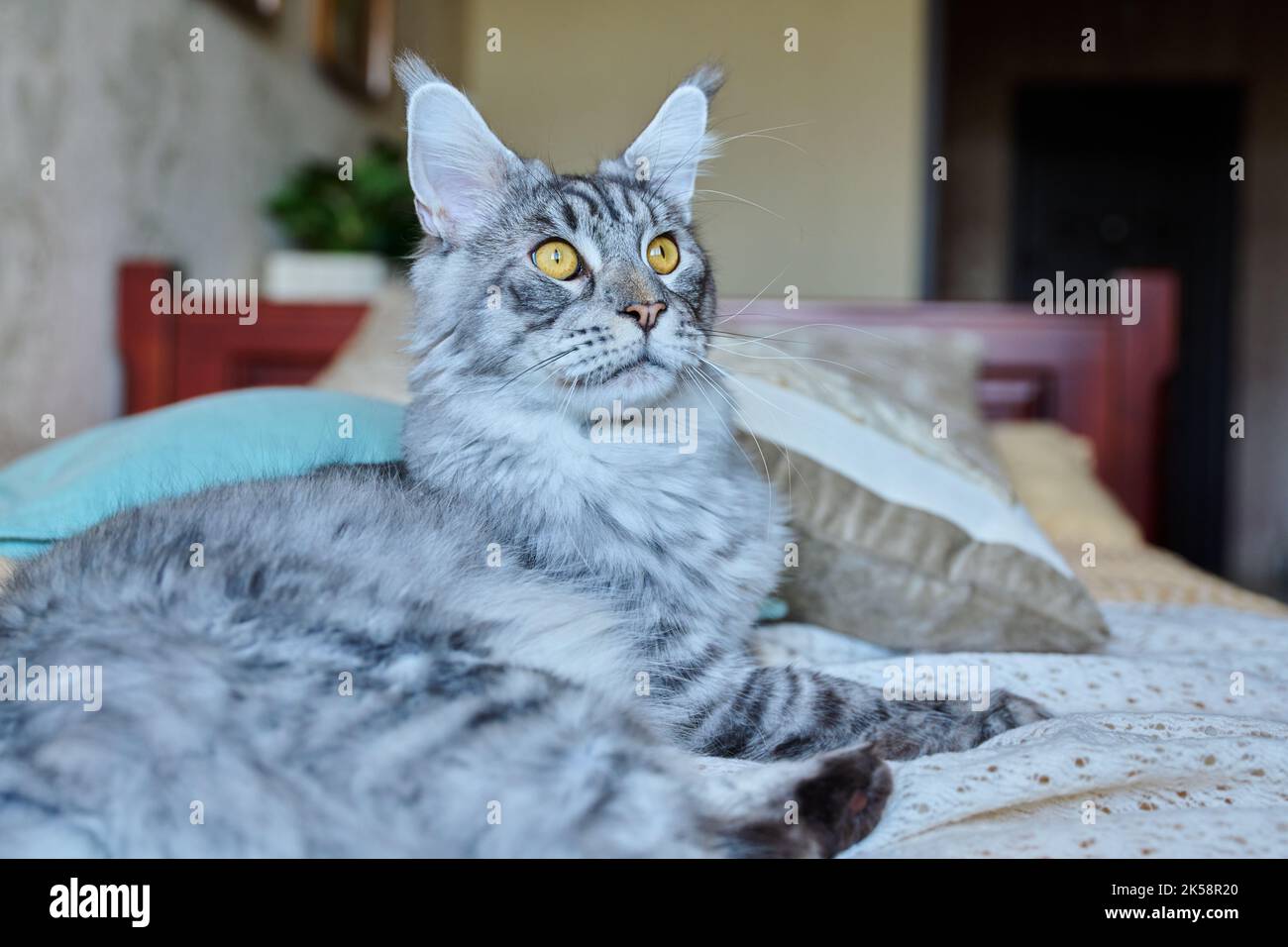 Gray cat resting lying at home on the bed Stock Photo - Alamy