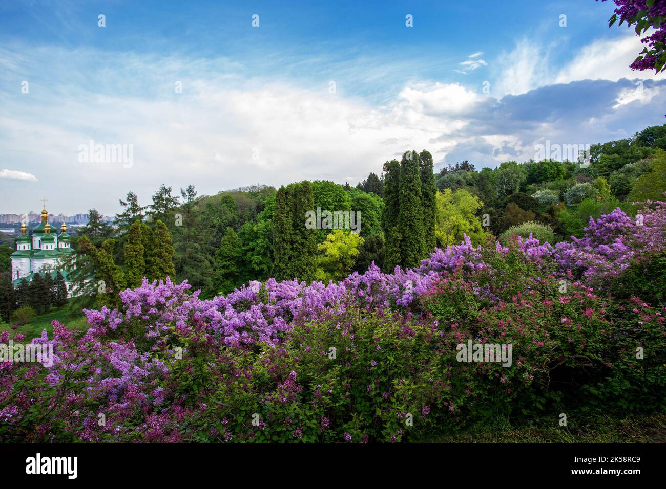 May 1: Fantastic panorama of lilac bloom in Kiev, Ukraine: springtime ...