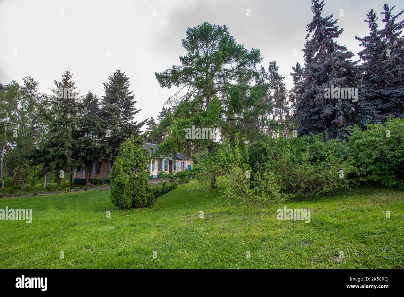 Larch and "blue" spruces in botanical Garden in Grishko - May in Kiev ...
