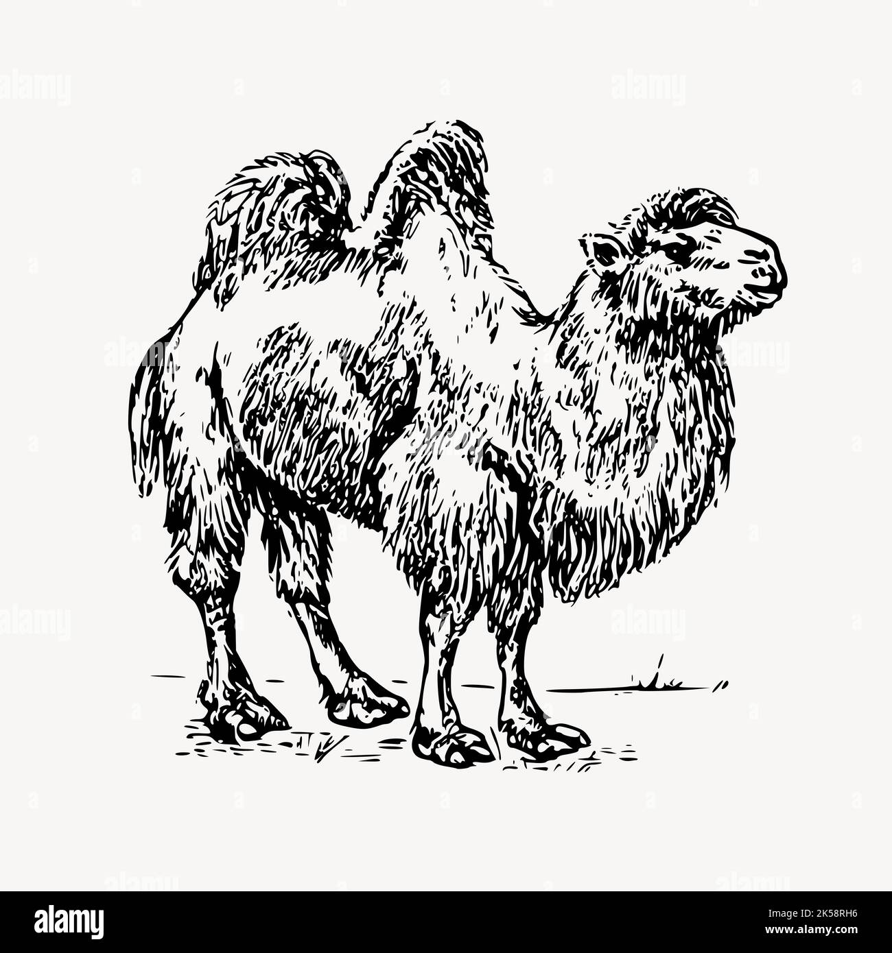 Camel clipart, vintage animal illustration vector Stock Vector Image ...