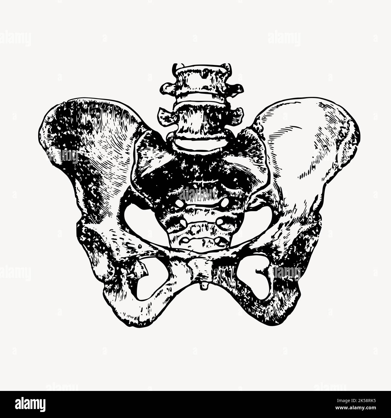 Human pelvic bone clipart Stock Vector Images - Alamy