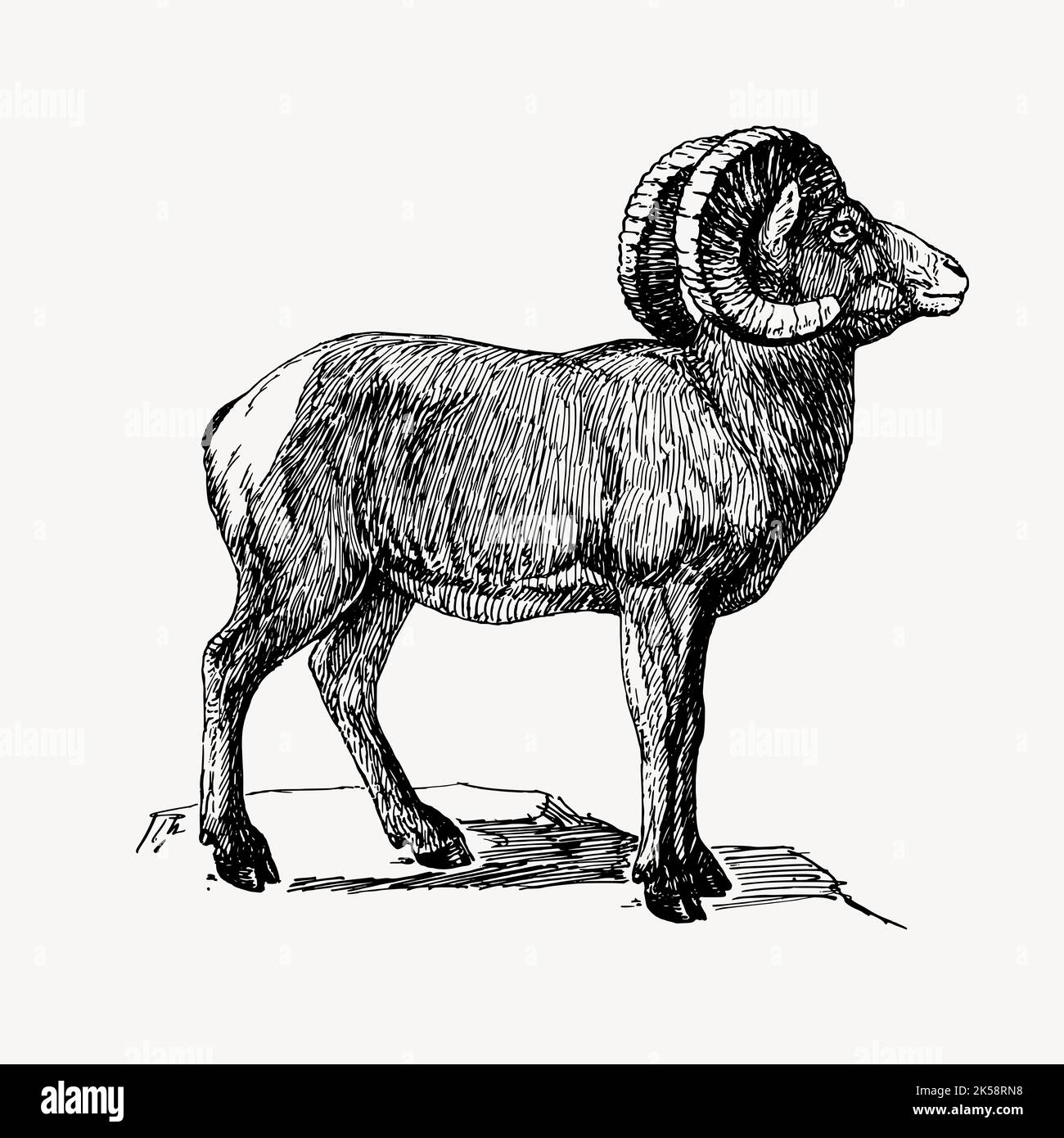 Ram Animal Horns Clipart