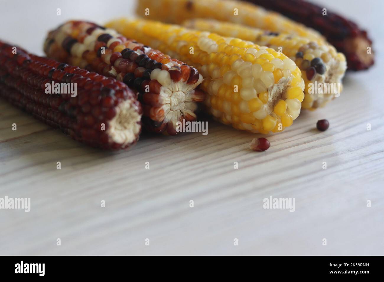 Multi colored indian corn made for Thanksgiving decoration ...