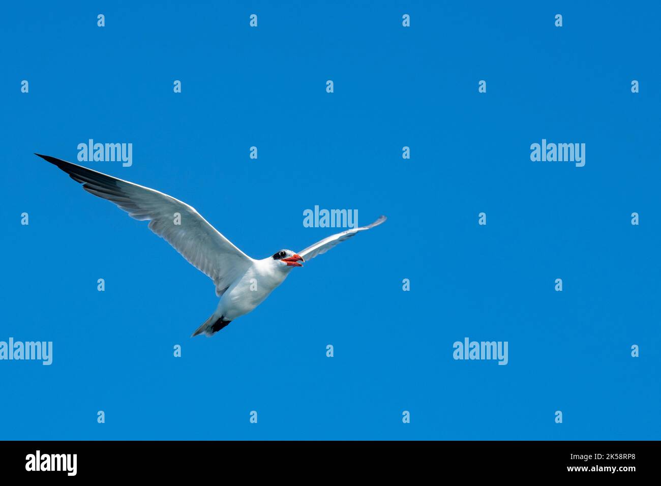 Western Australia, Buccaneer archipelago, Collier Bay, Montgomery Reef ...