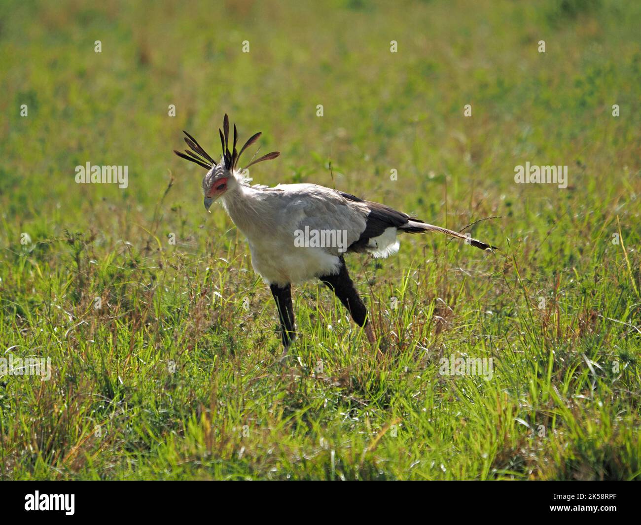 Secretary Bird Feet