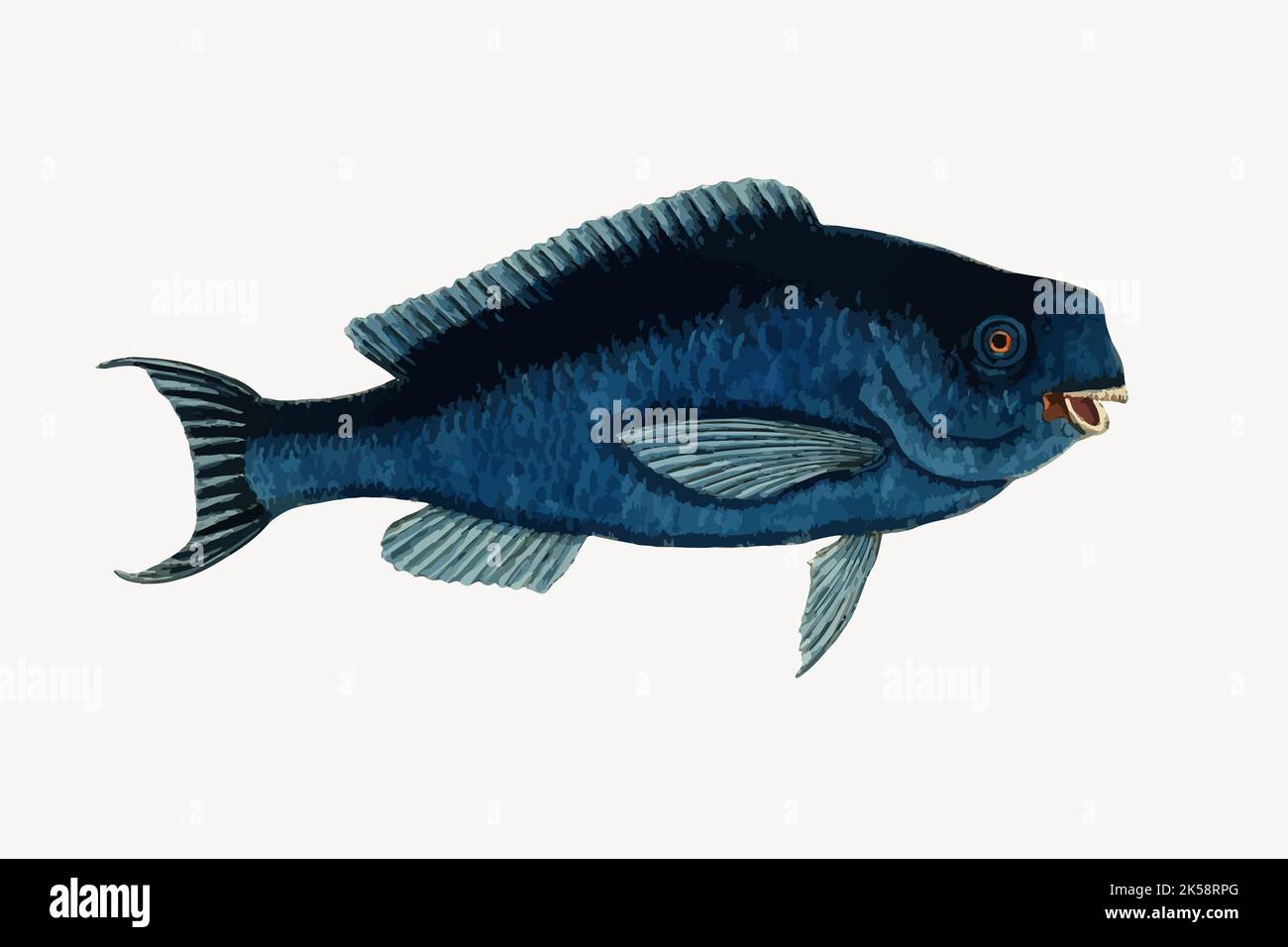 Parrot fish clipart, vintage sea animal illustration vector Stock ...