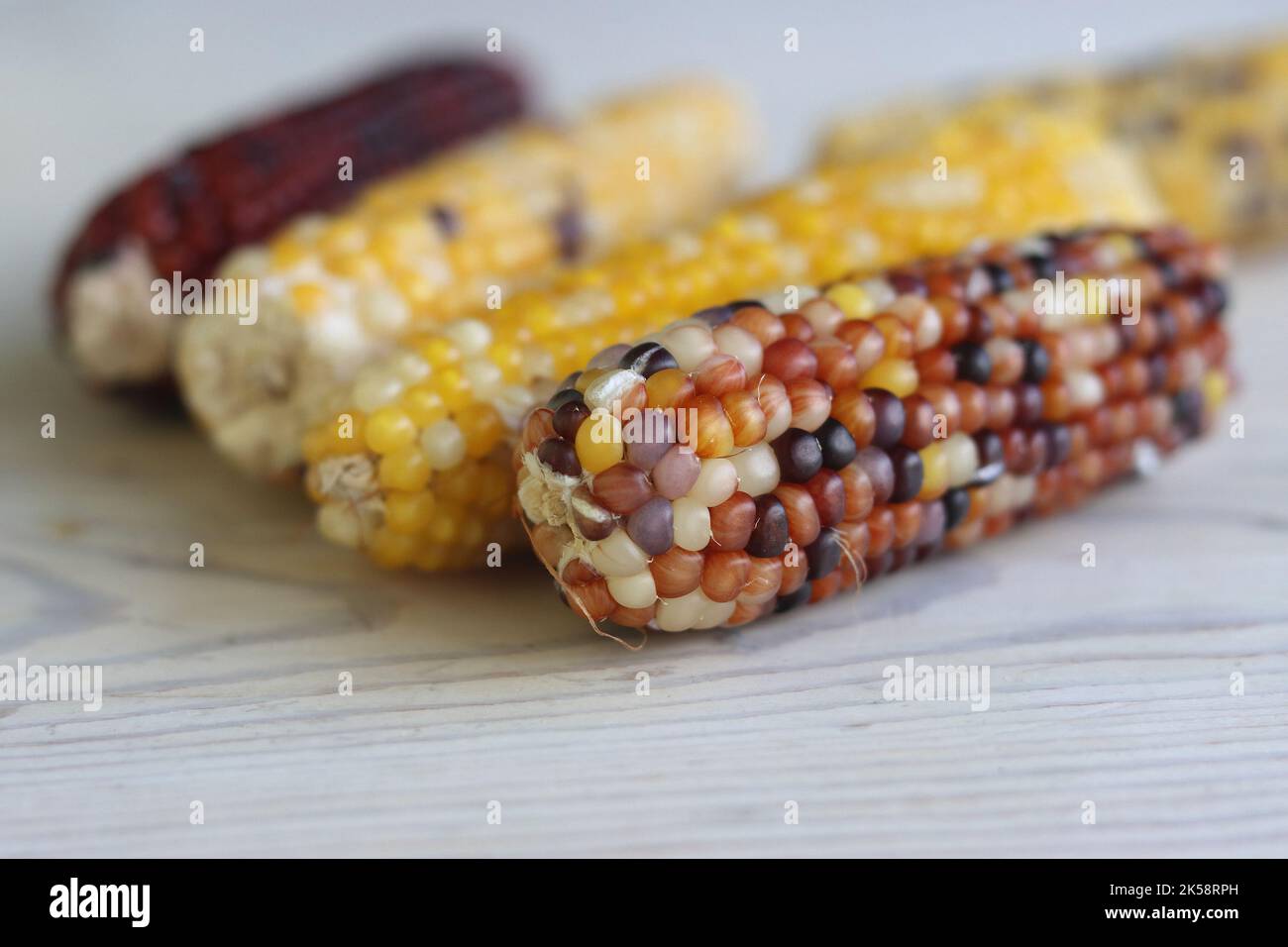 Multi colored indian corn made for Thanksgiving decoration ...