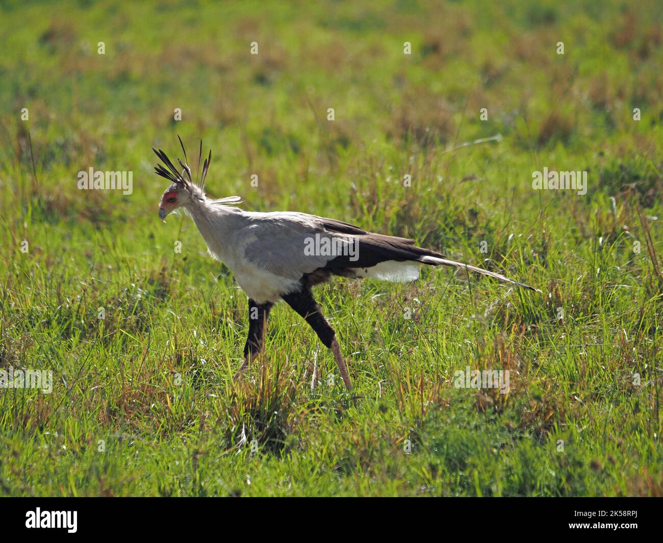 Secretary Bird or secretarybird (Sagittarius serpentarius) hunting on ...