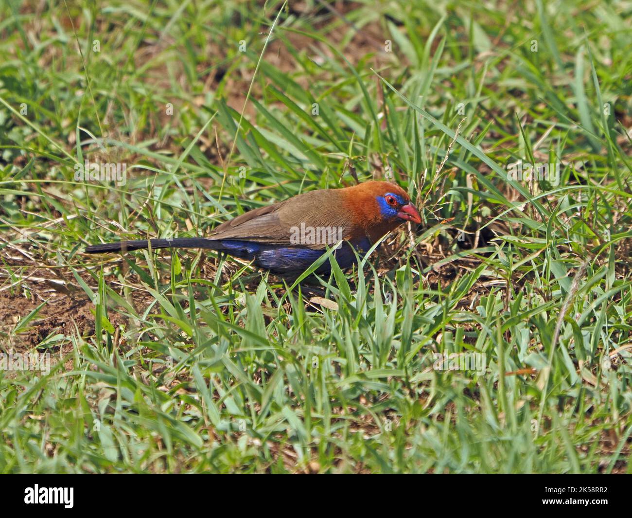 single male Purple Grenadier (Granatina ianthinogaster) common species ...