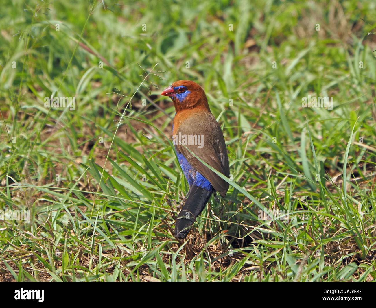 single male Purple Grenadier (Granatina ianthinogaster) common species ...
