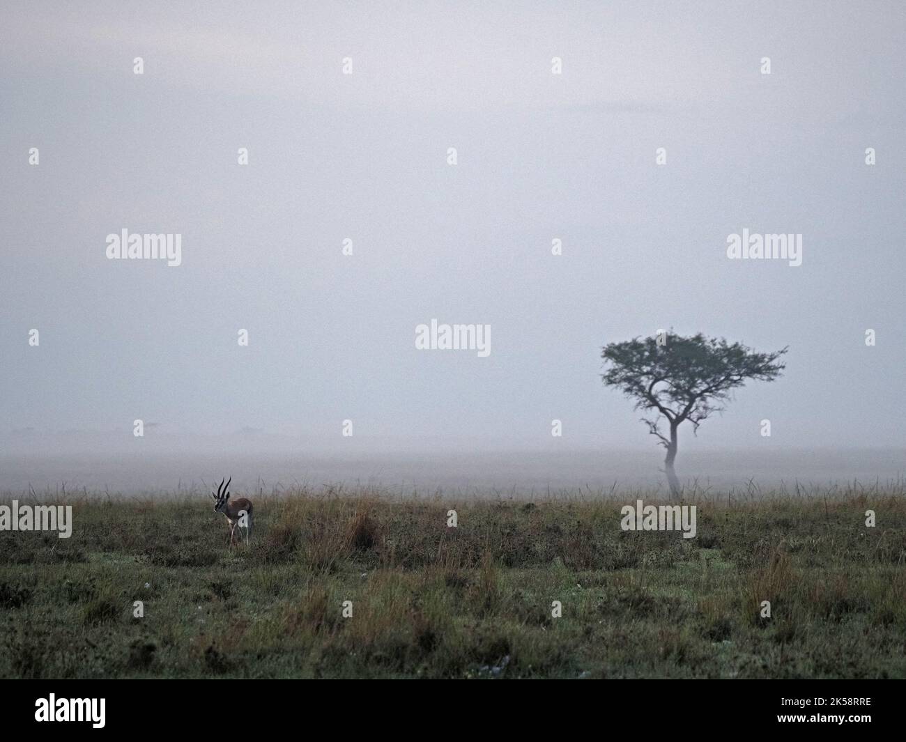 Thompson's Gazelle (Eudorcas thomsonii) with iconic acacia tree in ...