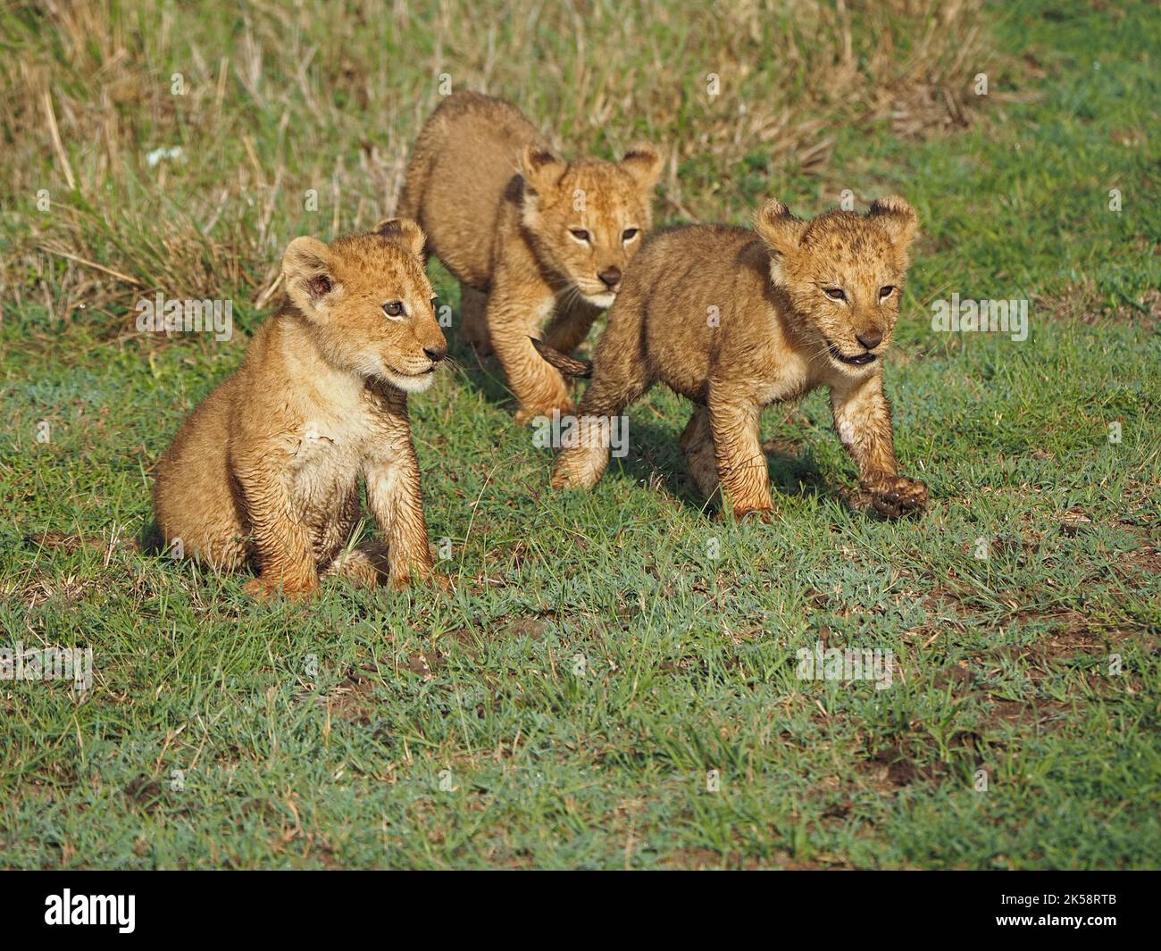 3 three vulnerable small Lion cubs (Panthera leo) exploring together ...