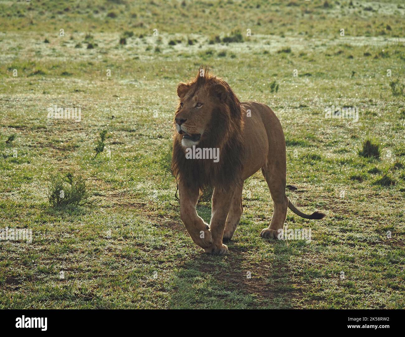 single dominant male Lion (Panthera leo) with intense focus & steaming ...