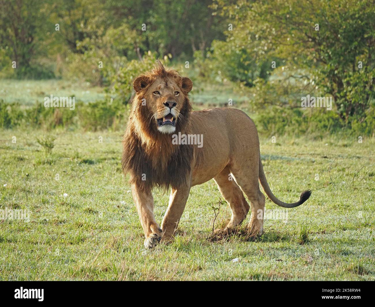 single dominant male Lion (Panthera leo) with intense focus & steaming ...