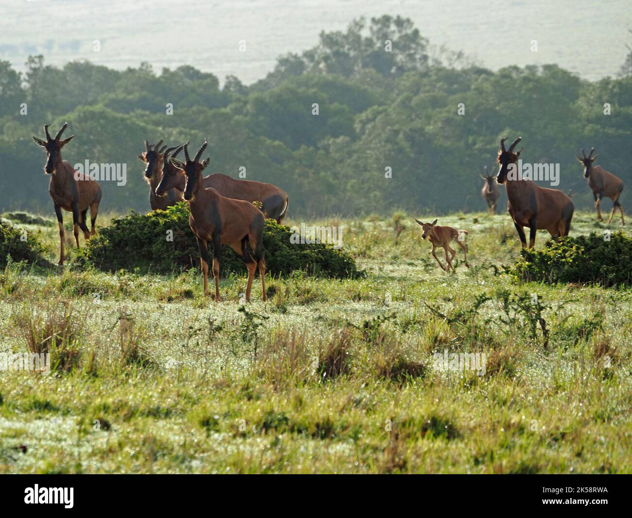 spooked foal Topi (Damaliscus lunatus) running amid wary adults ...