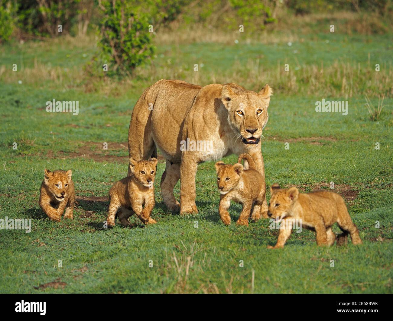 intent mother lioness with 4 four vulnerable small Lion cubs (Panthera ...