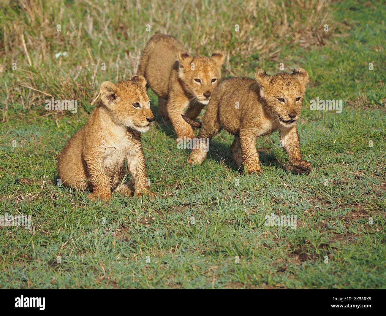 3 three vulnerable small Lion cubs (Panthera leo) exploring together ...