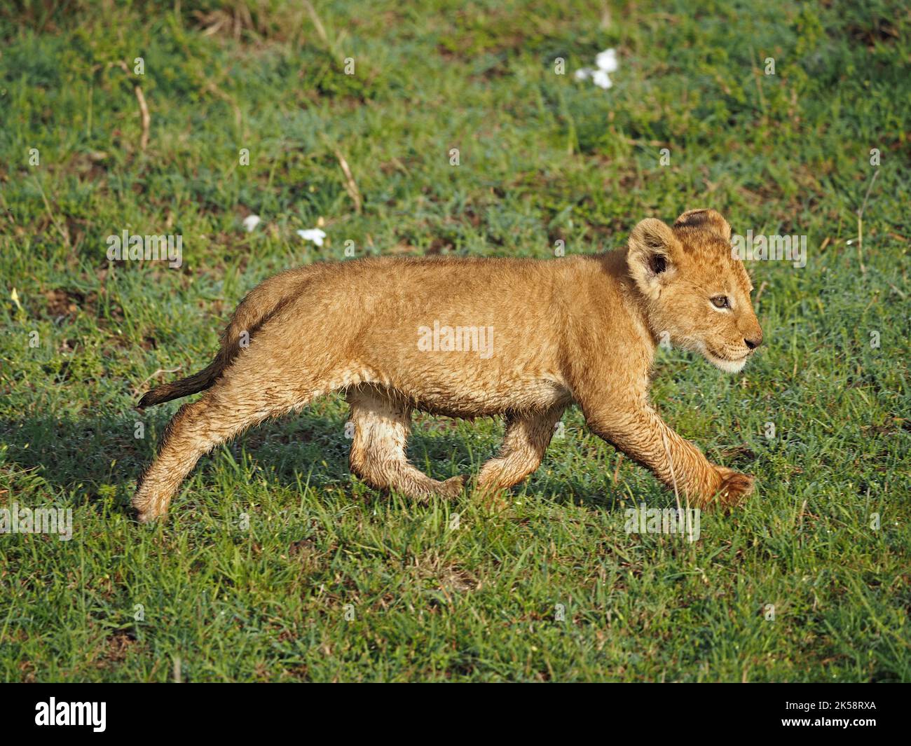 cute single small Lion cub (Panthera leo) exploring grassland of Masai ...