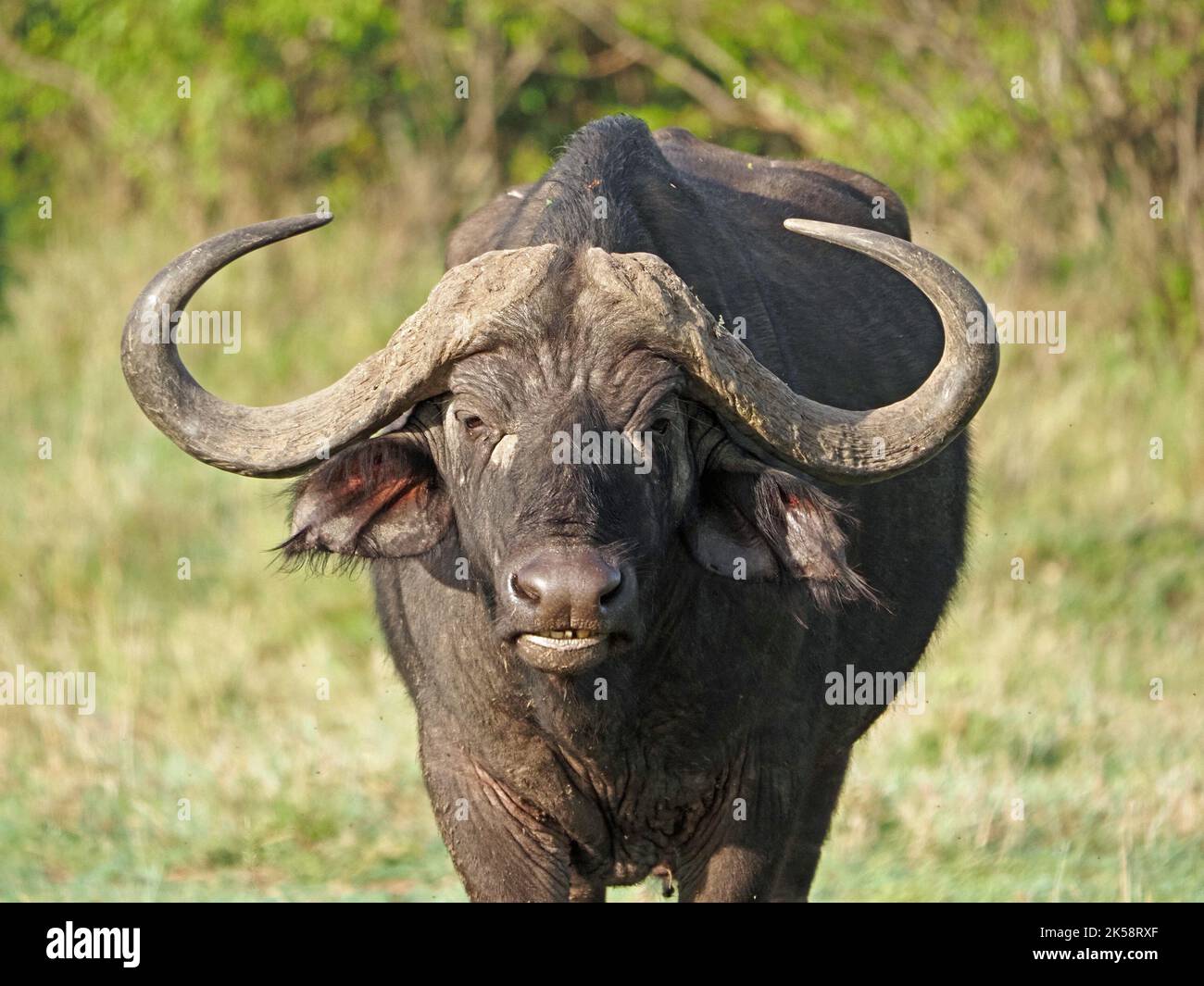 Notorious big hi-res stock photography and images - Alamy