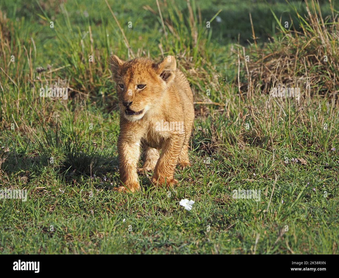 cute single small Lion cub (Panthera leo) exploring grassland of Masai ...