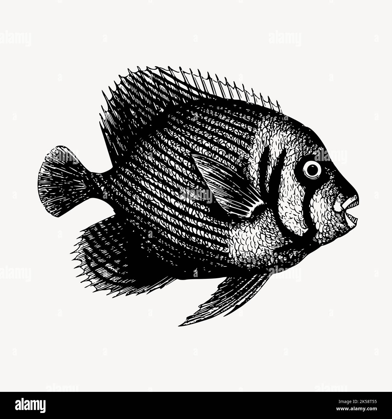Fish clipart, vintage sea life illustration vector Stock Vector Image ...