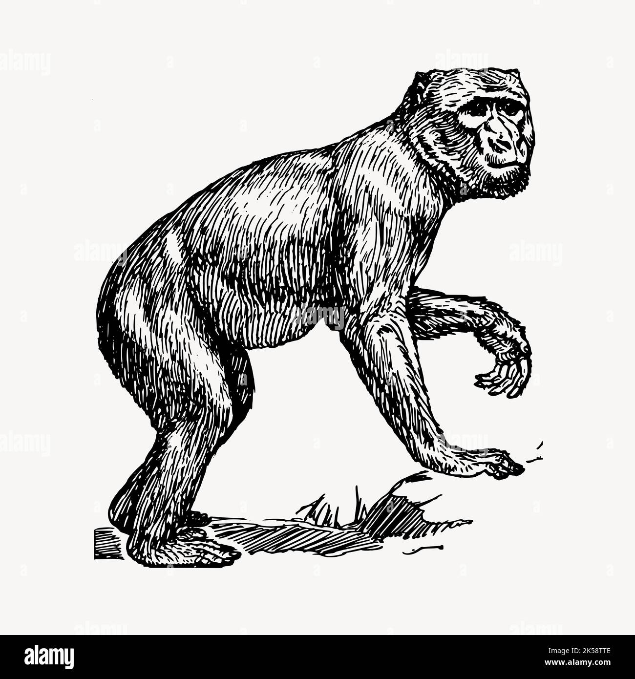 Ape clipart, vintage barbary macaque illustration vector Stock Vector ...