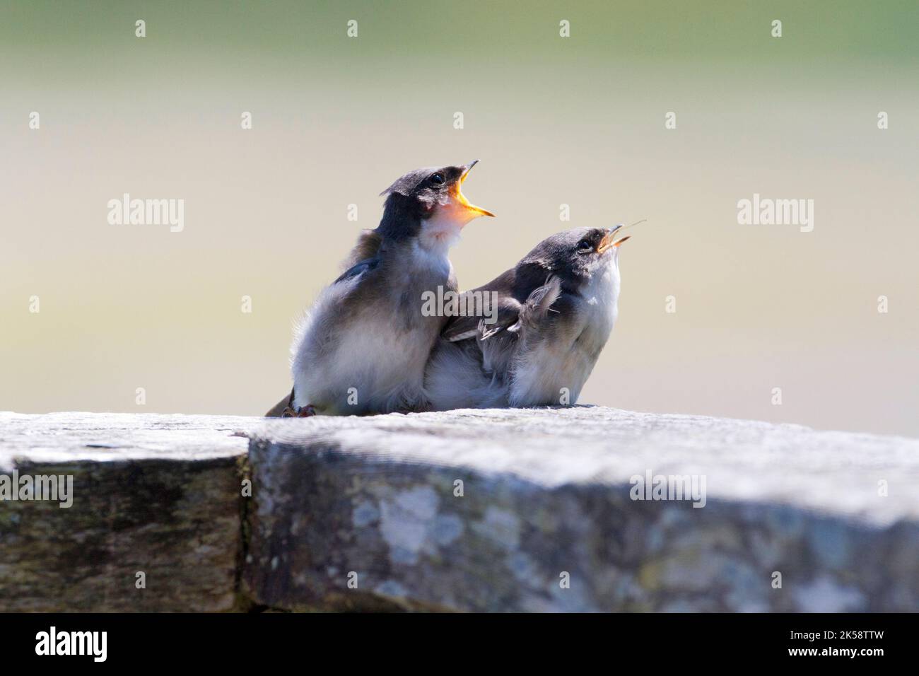 Two perched Tree Swallow (Tachycineta bicolor) fledglings waiting to be ...