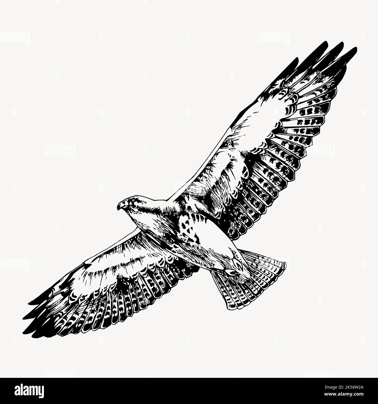 Flying hawk clipart, vintage animal illustration vector Stock Vector ...