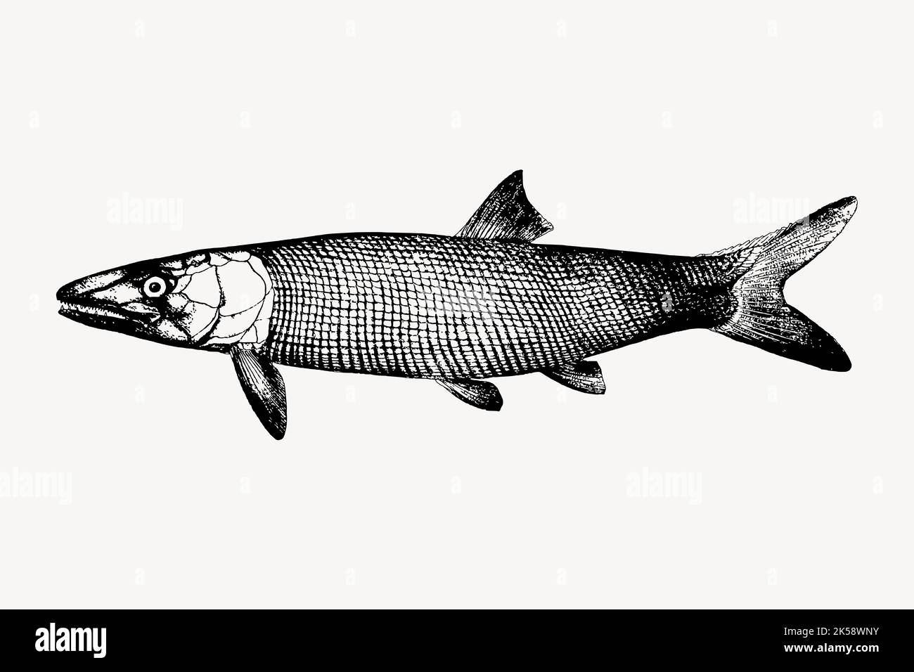 Extinct fish clipart hi-res stock photography and images - Alamy